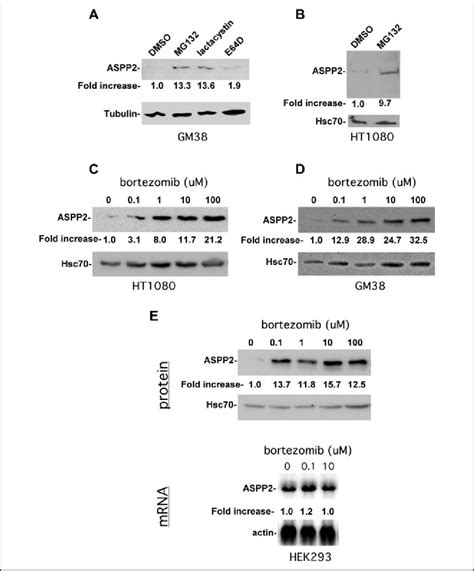 Post Translational Modulation Of Aspp2 53bp2l Protein By Proteasomal Download Scientific