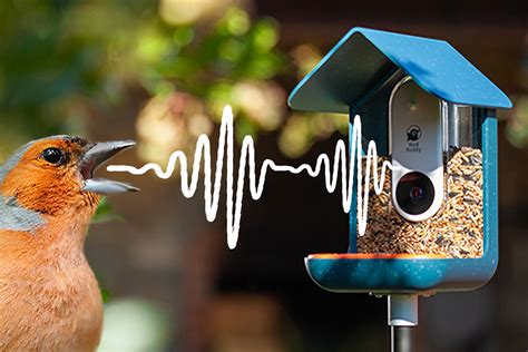 This Nest Security Camera For Birds Lets You Bird Watch Right From Inside Your House Yanko