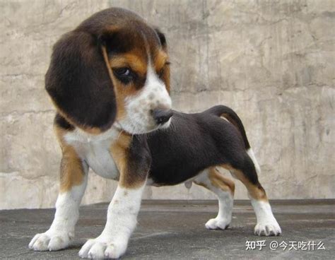 比格犬的几大缺点网友就算想养也不敢养啊 知乎
