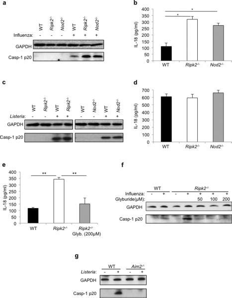 Receptor Interacting Protein Kinase 2 Mediated Mitophagy Regulates