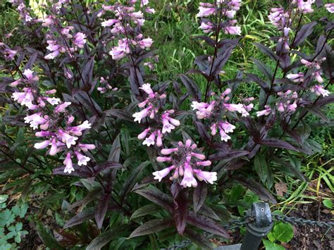 How To Care For Penstemon Dark Towers