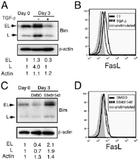 Effect Of Tgf B On Bim Expression By Cd4 Cd25 2 T Cells And Cd4