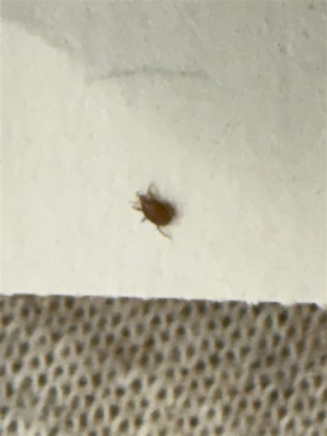 Species Identification Help In Identifying This Dot Sized Insect