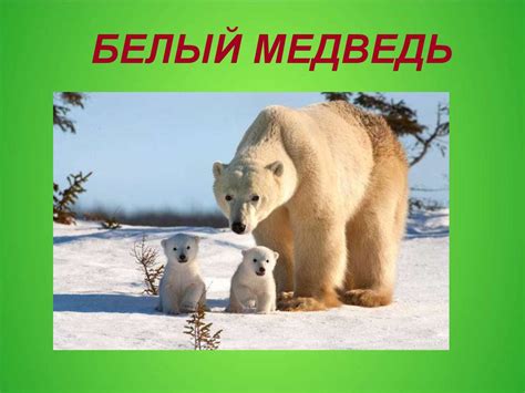 Животные холодных и жарких стран презентация онлайн
