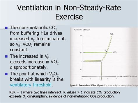 Pulmonary Ventilation During Exercise Ventilation In Steady Rate