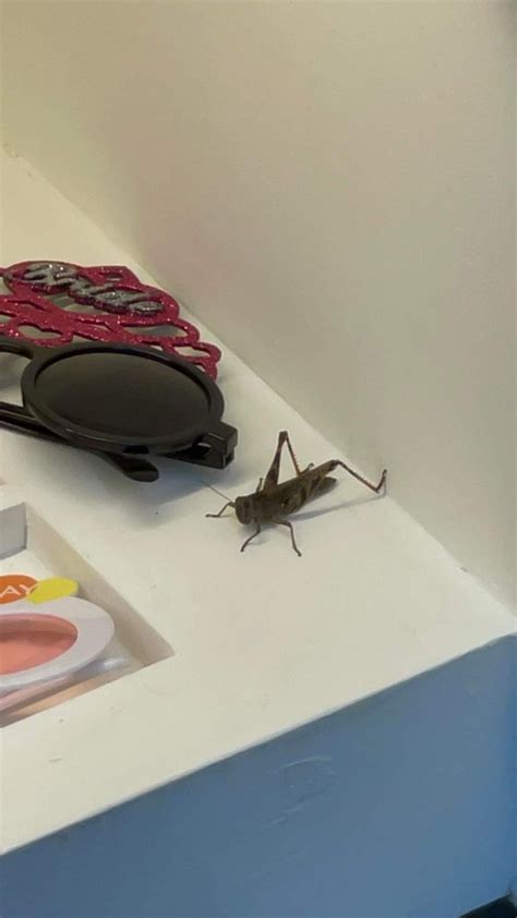 메뚜기인지 귀뚜라미인지 지식in