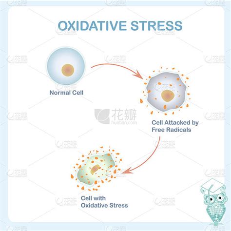 氧化应激的计划。由自由基攻击引起的健康细胞