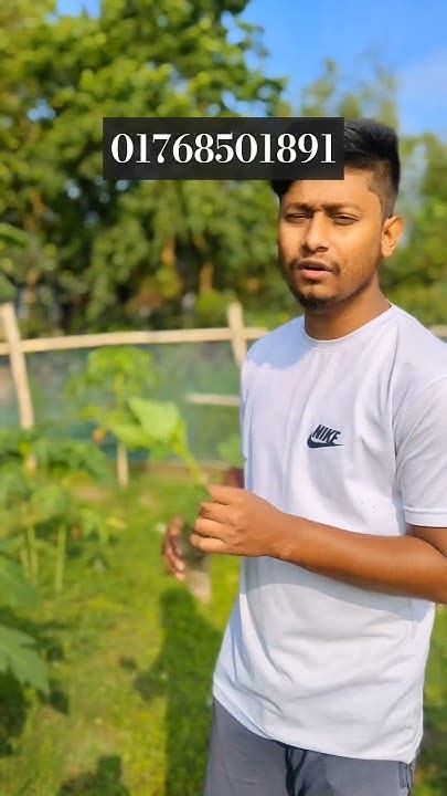 শাহী পেঁপের চারা রেডি আছে 01715616171 Whatsapp Call কৃষি উদ্যোক্তা Agriculture কৃষক