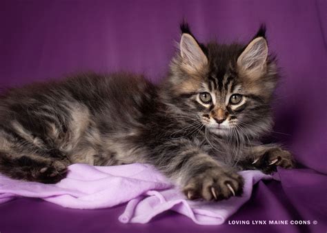 Finding Your Perfect Maine Coon Kitten: Where to Look for Affordable ...