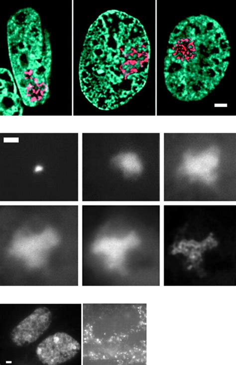 Large Scale Chromatin Unfolding Is Independent Of Transcription Top Download Scientific