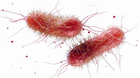 Microscopic Campylobacter Jejuni In Raw Chicken Potential Health Risks Stock Illustration