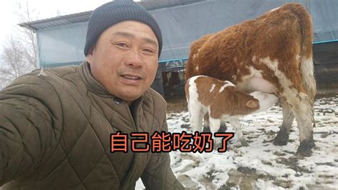 小牛犊能自己吃上奶了一天比一天硬实这回应该没什么问题了吧 YouTube