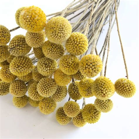 Краспедія екзотична красуня Посадка розмноження догляд Огородники