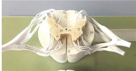 Spinal Cord Without Vertebrae Diagram Quizlet