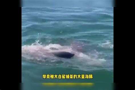 不废话动物科普 大白鲨为什么打不过虎鲸，其实和智商无关