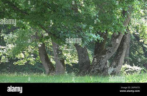 Trees Growing Together Stock Videos Footage HD And K Video Clips Alamy