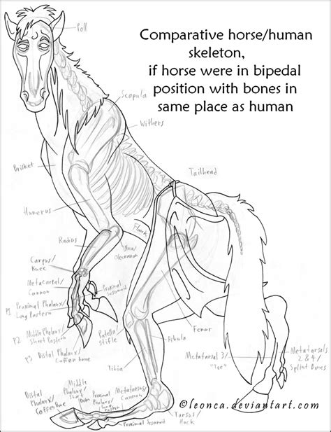 Horse Anthro Anatomy By Leonca On Deviantart