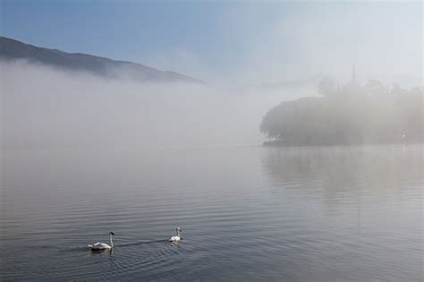 백조와 그리스 이오안 니 나 호수에 안개 낀 아침에 모스크 0명에 대한 스톡 사진 및 기타 이미지 0명 Ioannina 가을 Istock