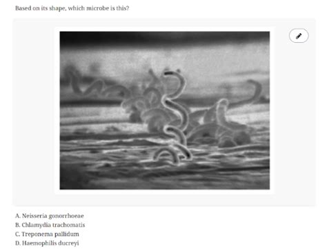 Based On Its Shape Which Microbe Is Thisa Neisseria Gonorrhoeaeb Ch