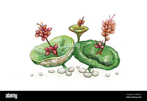 Crassula Umbella Cut Out Stock Images And Pictures Alamy