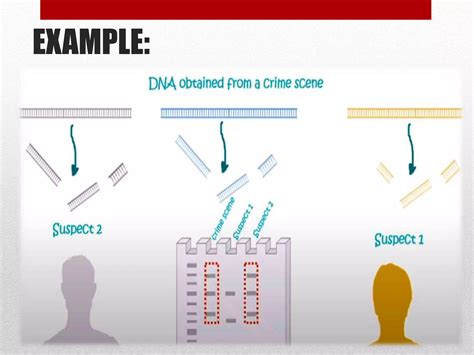 Rflp Rapd Aflp Sts Scar Sscp And Qtl Pptx Genetics Science