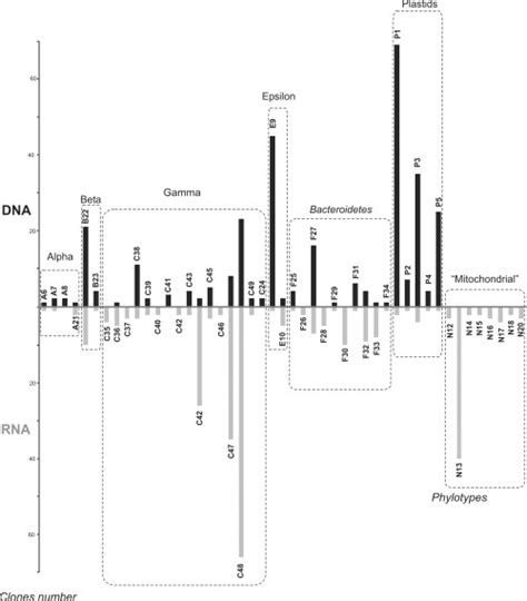 Schematic Representation Of Different Phylogenetic Groups Obtained From