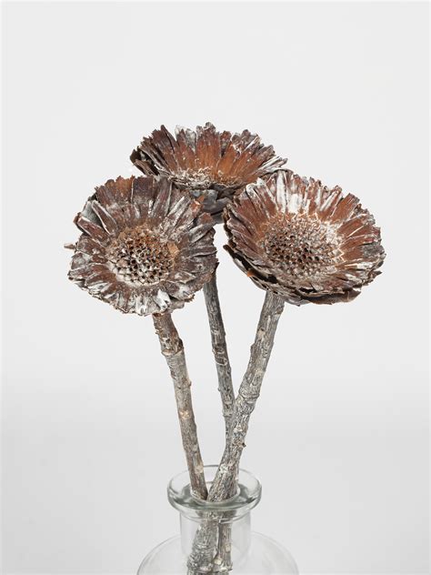 Протея Компакто Розетта темно коричнева купити в Україні за низькою