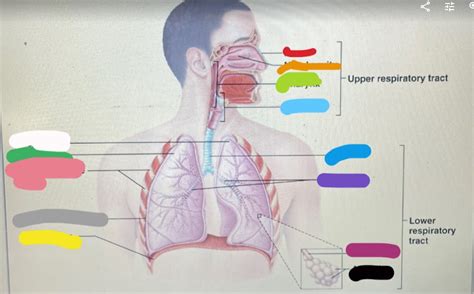 Testing Diagram Quizlet