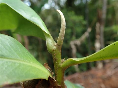 Polyspora Luzonica Theaceae