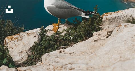 도시와 물이 내려다 보이는 바위 위의 갈매기 사진 Unsplash의 무료 스페인 이미지