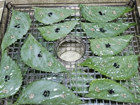 깻잎 부각 만들기 깻잎 요리 반찬 깻잎 부각 만드는 법