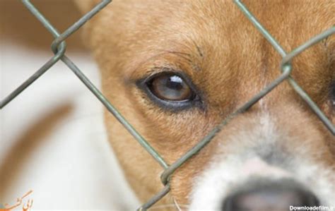 عکس از حیوان سگ