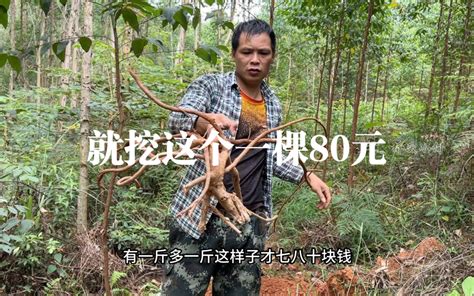 挖一棵树根就80元，还找什么牛大力，够油钱回家了 桥头小何 桥头小何 哔哩哔哩视频