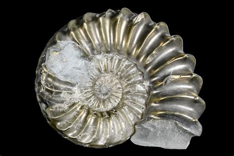 1 4 Pyritized Pleuroceras Ammonite Fossil Germany 167827 For