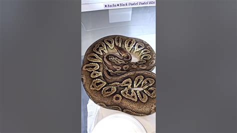 72 Humidity Room Not Sprayed 😉👌 Pythonregius Ballpython