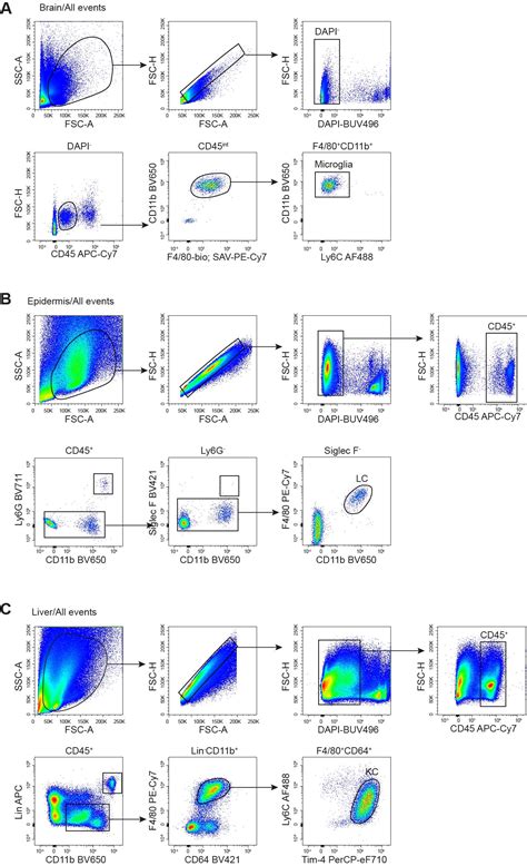 Mouse Liver Flow Cytometry At Willie Mixon Blog