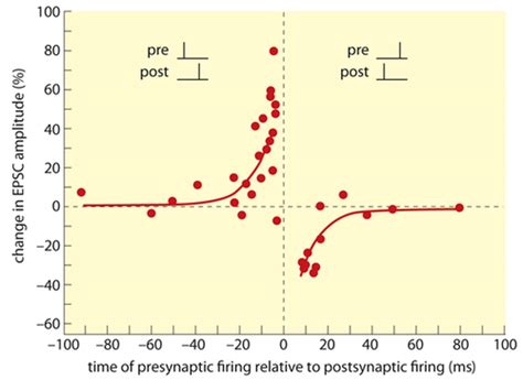 Synaptic Plasticity Flashcards Quizlet