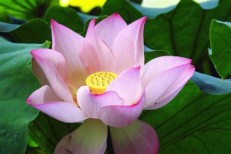 연꽃 로터스 연잎 연꽃 연못 배경 일러스트 및 사진 무료 다운로드 Pngtree