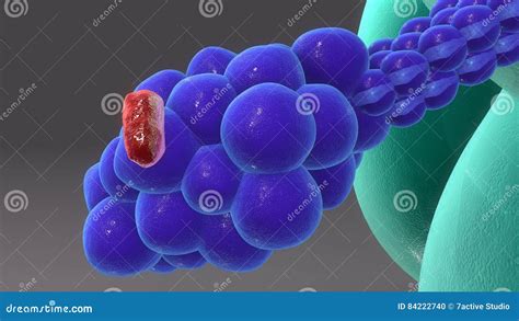 Macrophage Anatomy Structure Of Immune Cell Vector Illustration