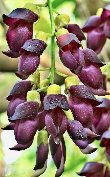 Tree Garden ทองกวาวหรือดอกจานญี่ปุ่นสีม่วง 🌺ดอกจาน🌺 Facebook