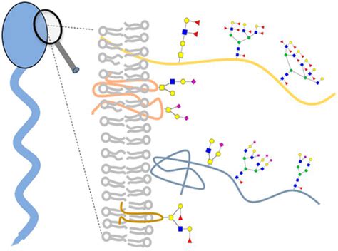 人精液中的生物功能和蛋白质糖基化的大规模分析 Journal of Proteome Research X MOL