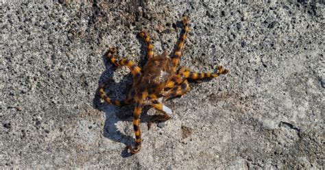 제주서 맹독성 파란고리문어 또 발견