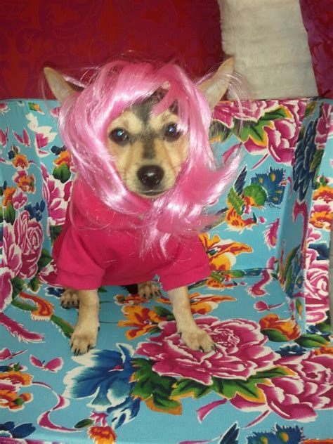 Miss Mooki Moto The Cute Chihuahua With Pink Hair