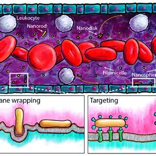 The Size And Shape Of Nanoparticles Play A Crucial Role On The Download Scientific Diagram