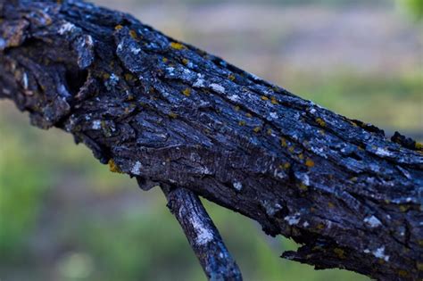 Premium Photo Close Up Of Lichen On Tree Trunk