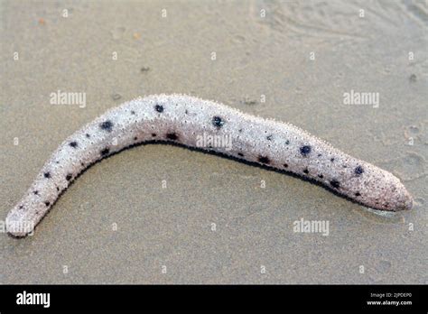 Sea Cucumber On The Shallow Sea Floor On The Beach Echinoderms From The Class Holothuroidea
