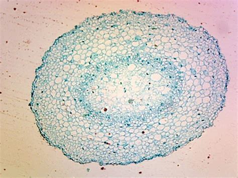 Prepared Microscope Slide Lilium Root Tip Typical Monocot Root Cross