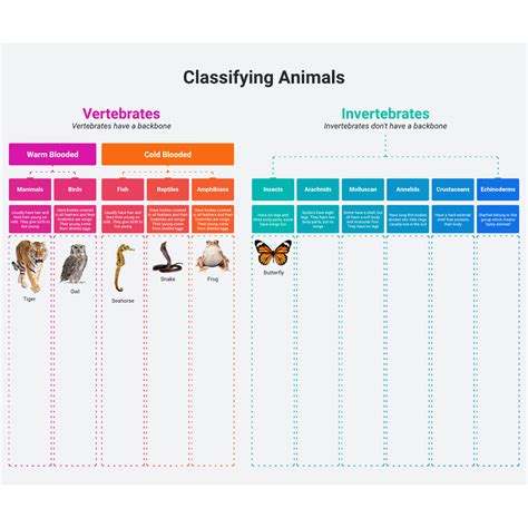 Classifying Animals Lucidedu