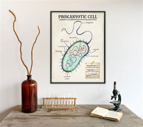 Prokaryotic Cell Cellular Structure Classroom Poster Echo Lit