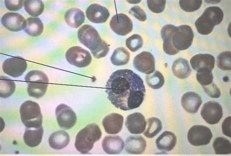 A P Lab Practical Flashcards Quizlet